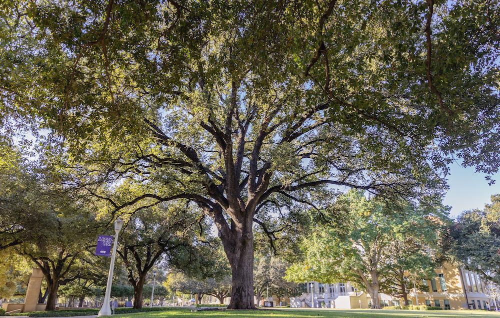 TCU Original Oak Achieves Heritage Tree Status