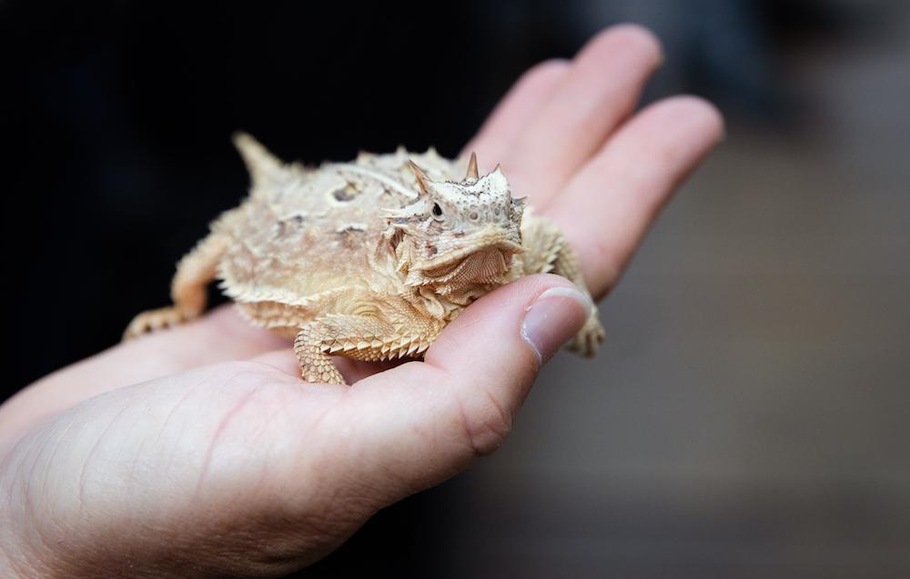 Horned Frogs Get a New Home at the Fort Worth Zoo