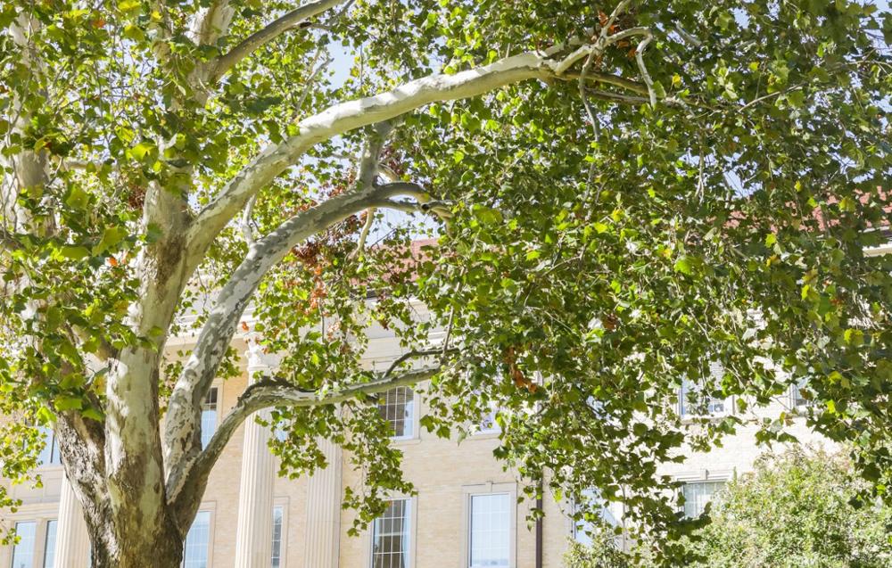 TCU is Certified by the Arbor Day Foundation as a 'Tree Campus USA'